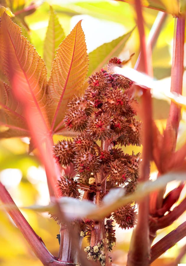 2,344 Castor Tree Stock Photos - Free & Royalty-Free Stock Photos from ...