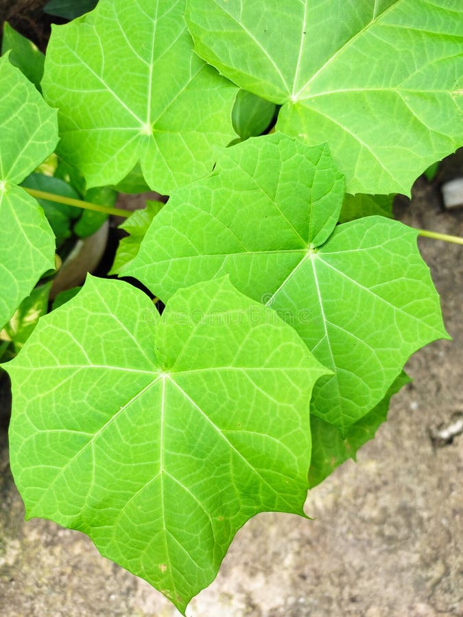 Castor Leaf, Fresh Green Under the Sunlight,high Angle Stock Photo ...