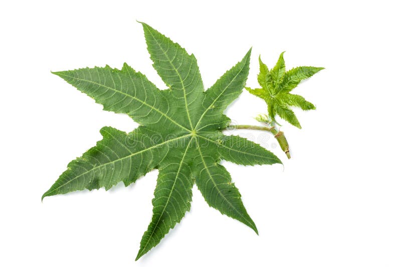 Castor leaves stock image. Image of nerve, harvest, herbal - 53995607