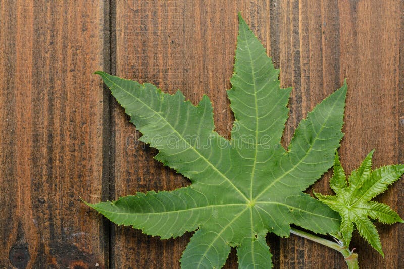 Castor leaves and fruit stock photo. Image of closeup - 53995344