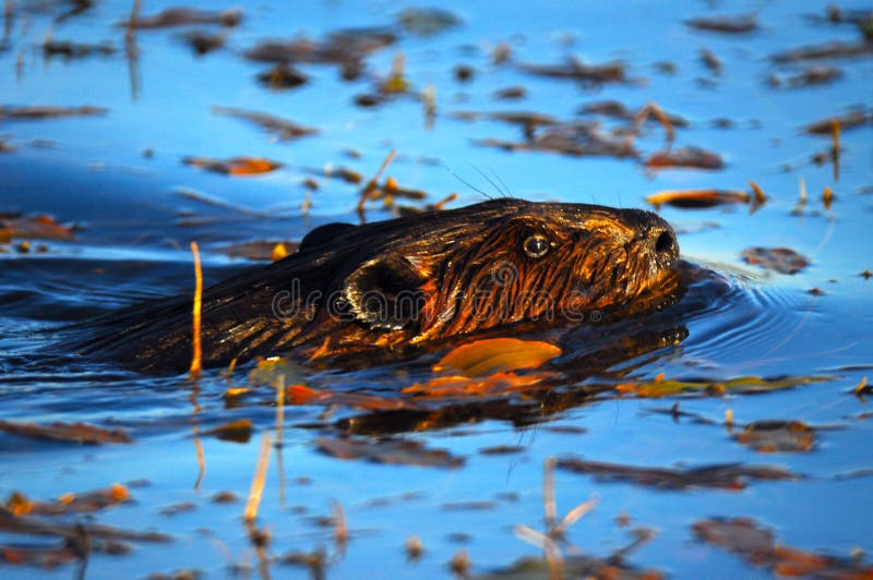 Castor Nadando Durante O Anoitecer. Imagem de Stock - Imagem de animal ...
