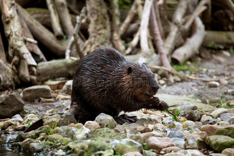 Castor norte-americano imagem de stock. Imagem de wildlife - 18799667