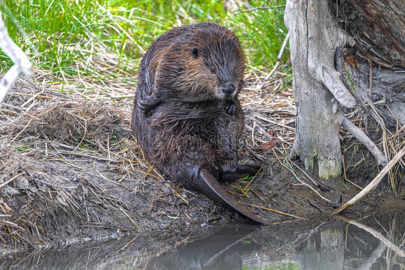Castor Norte-americano Se Limpando Foto de Stock - Imagem de outono ...
