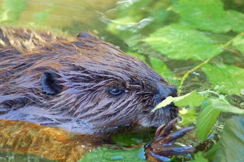 Castor americano imagen de archivo. Imagen de fauna, maintaining - 63279411