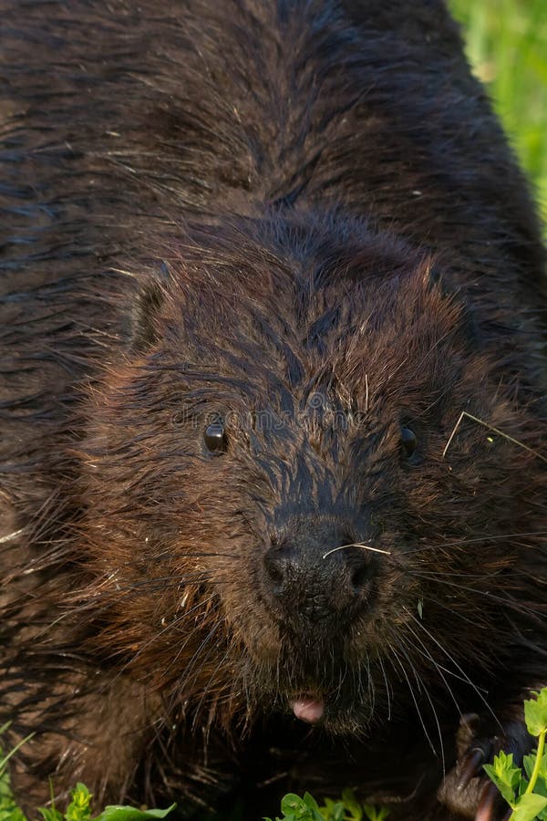 Castor Norteamericano - Canadensis Del Echador Foto de archivo - Imagen ...