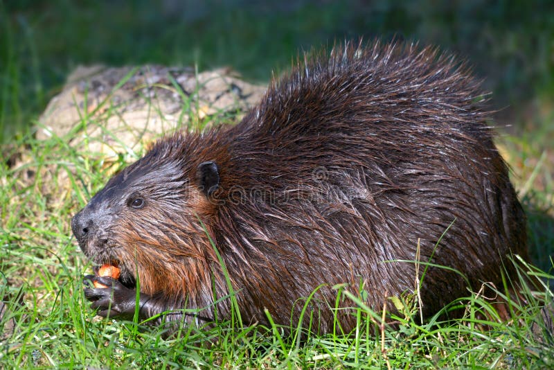 Castor Norteamericano En La Tierra Imagen de archivo - Imagen de agua ...