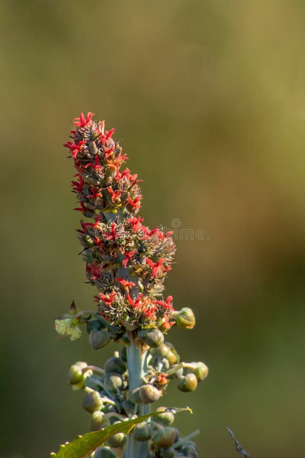 Castor Oil Flower / Ricinus Communis Stock Image - Image of stigma ...