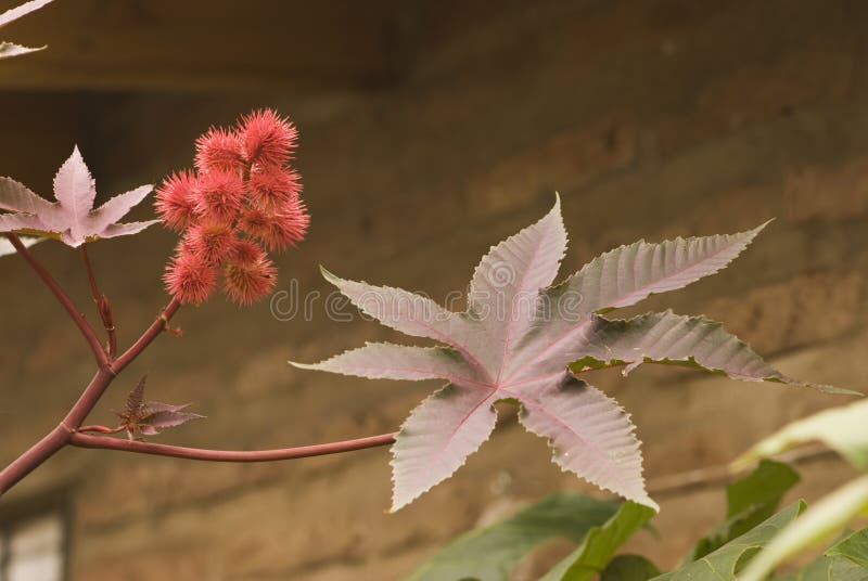 Castor oil plant stock image. Image of castor, poison - 3162829