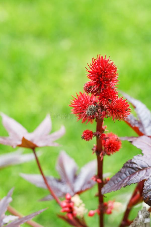 Callistemon flowers stock photo. Image of spring, leaves - 19417494