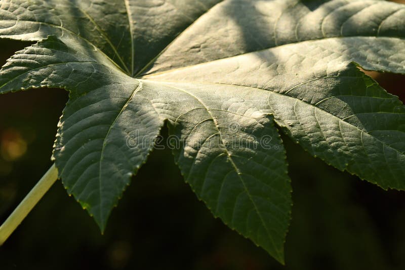 Castor-oil plant with leaf stock image. Image of tree - 330553253
