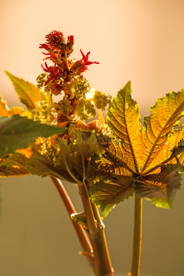 Castor-oil Plant with Leaves and Flower Stock Image - Image of ...