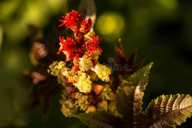 Castor-oil Plant with Leaves and Flower Stock Photo - Image of ...