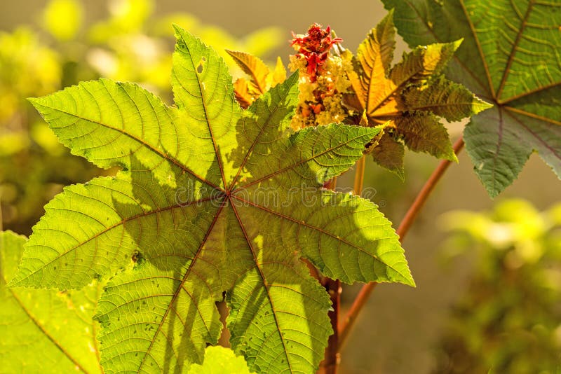 Castor-oil Plant with Leaves and Flower Stock Photo - Image of ricine ...