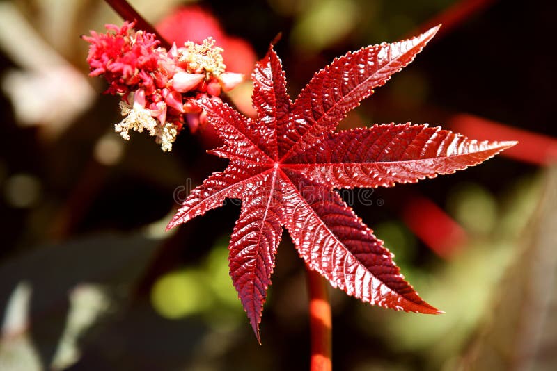 Castor Oil Plant. Red Castor Bean. Stock Photo - Image of plant, bronze ...