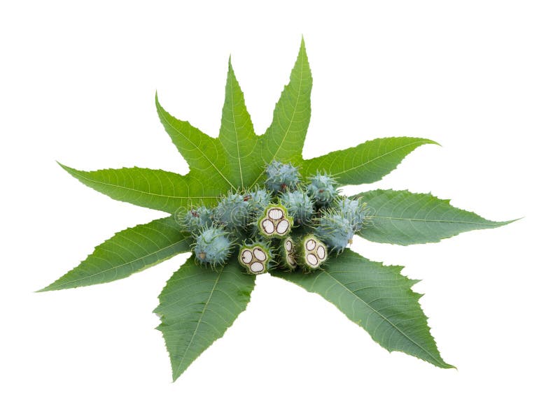 Castor Oil Plant on White Background Stock Photo - Image of closeup ...