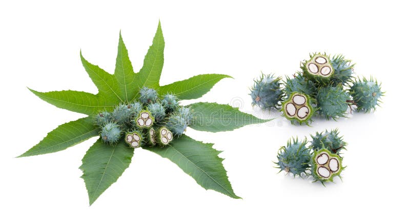 Castor Oil Plant on White Background Stock Photo - Image of closeup ...