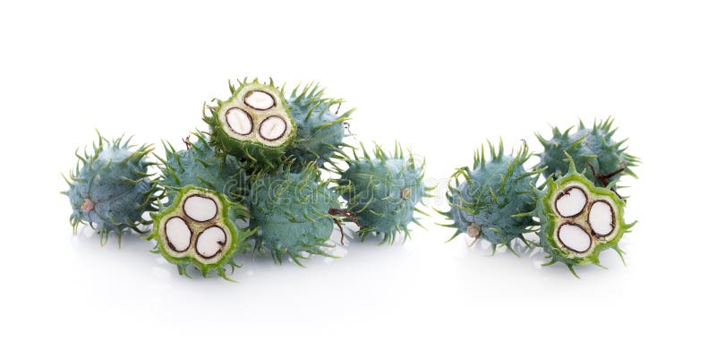 Castor Oil Plant on White Background Stock Photo - Image of pods, bean ...
