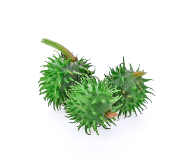 Castor Oil Plant on White Background. Stock Photo - Image of green ...