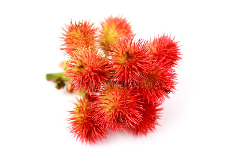 Castor Oil Drinking Stock Photos - Free & Royalty-Free Stock Photos ...