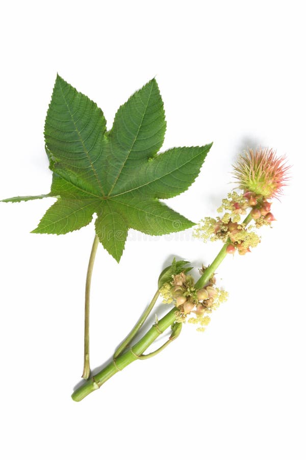 Castor plant stock image. Image of flower, medicine, space - 25393867