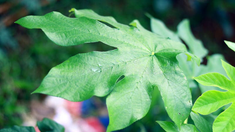 Castor plant stock image. Image of plant, leaves, tree - 305356809