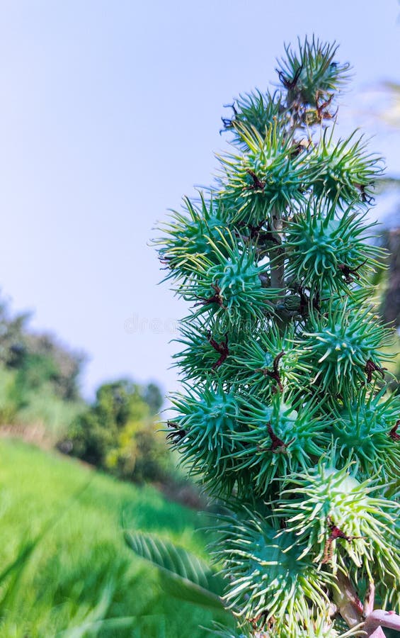 Castor Plant Green Nature Castor Plant Fruit Stock Photo - Image of ...