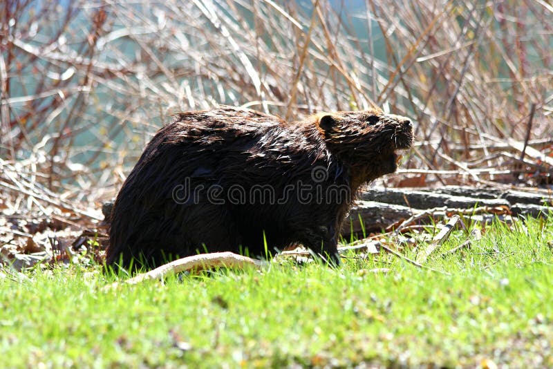 Castor que come pescados foto de archivo. Imagen de castor - 9040720