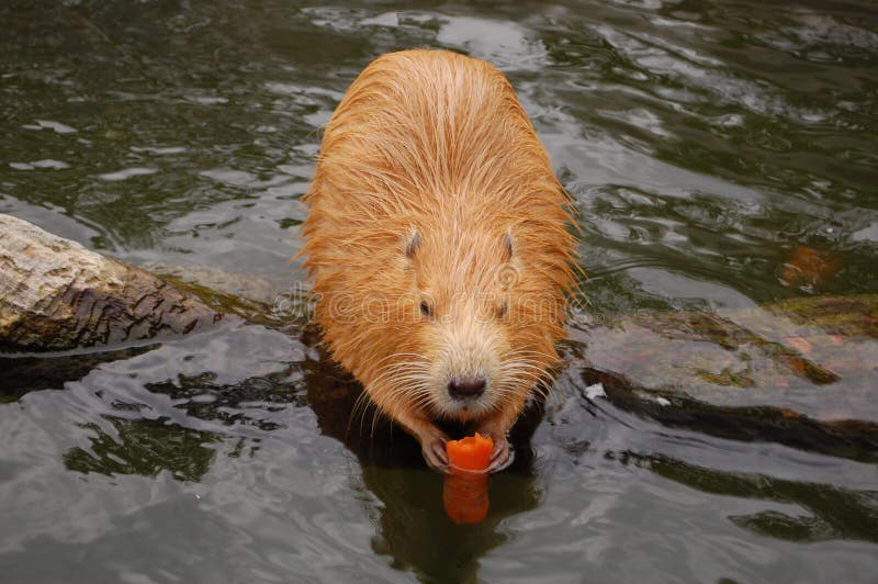 Castor Que Come Uma Cenoura Foto de Stock - Imagem de comer, nariz ...