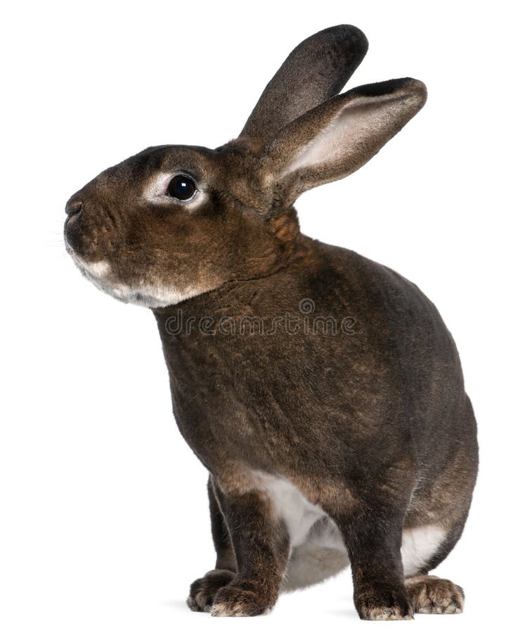 Castor Rex rabbit stock image. Image of castor, domestic - 18258005