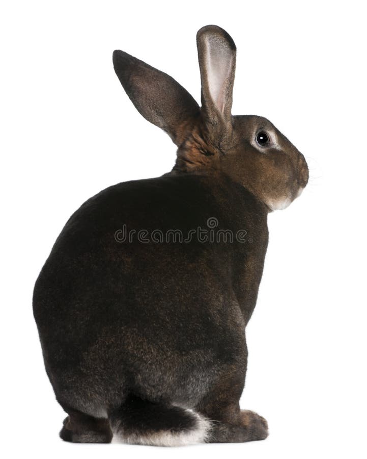 Castor Rex Rabbit Standing on Hind Legs Stock Image - Image of cute ...