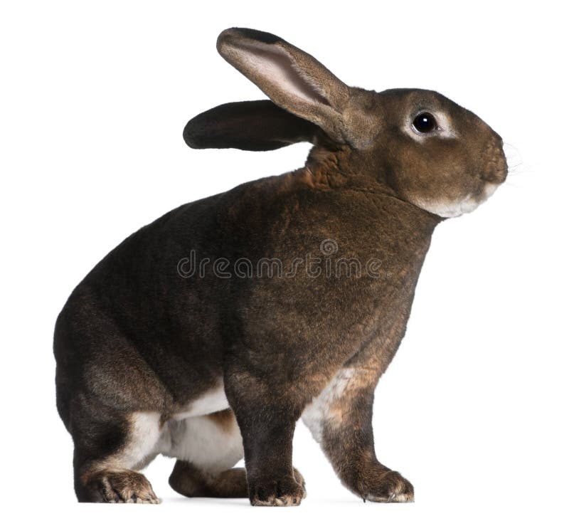 Castor Rex rabbit stock photo. Image of domestic, profile - 18258024