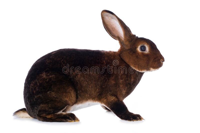 Castor Rex Rabbit Standing On Hind Legs Stock Image - Image of cute ...