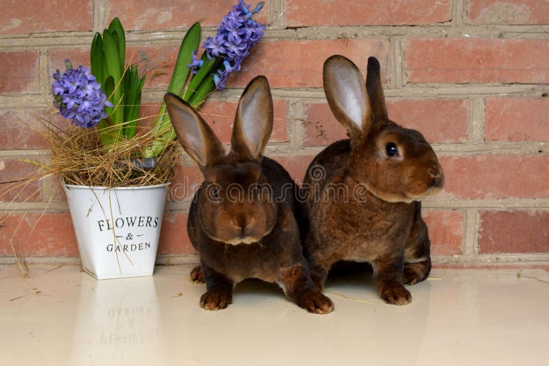 Rabbit stock photo. Image of castor, bunny, rabbit, babby - 117552436