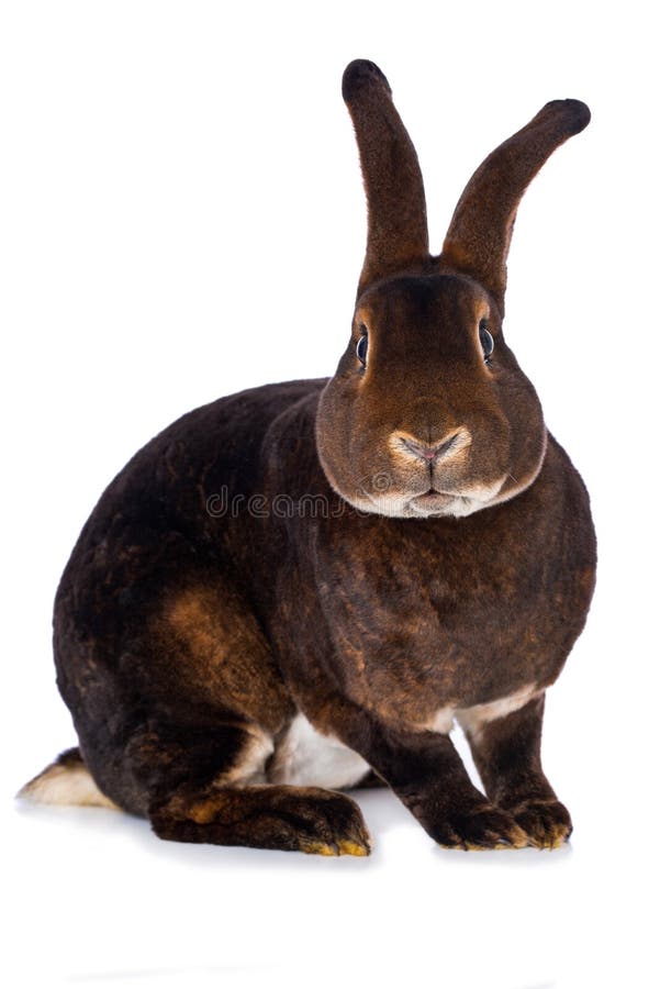 Castor Rex Rabbit Standing on Hind Legs Stock Photo - Image of cute ...