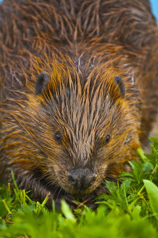 Photos Des Stocks D'animaux De Castor Vue Rapprochée Du Profil De L ...