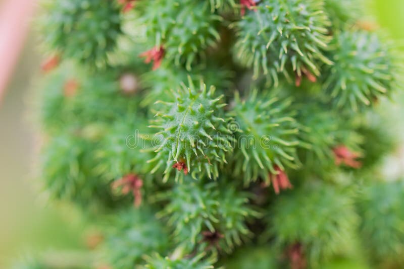Castor seed stock image. Image of cloud, leaf, brazil - 78264581