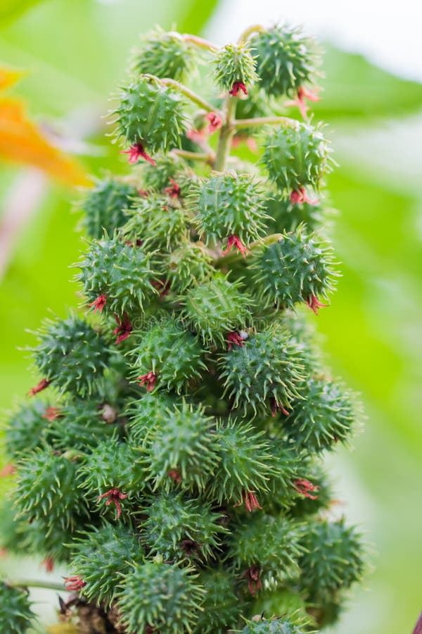 Castor seed stock image. Image of flora, grain, horizontal - 78266559