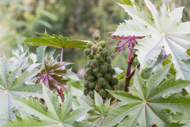 Castor Seed stock photo. Image of natural, foliage, leaves - 9363164