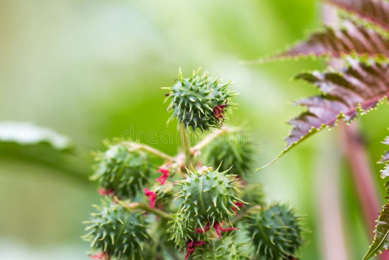 Castor Seed stock photo. Image of natural, foliage, leaves - 9363164