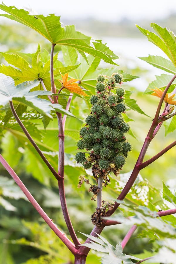 Castor seed stock image. Image of flora, grain, horizontal - 78266559