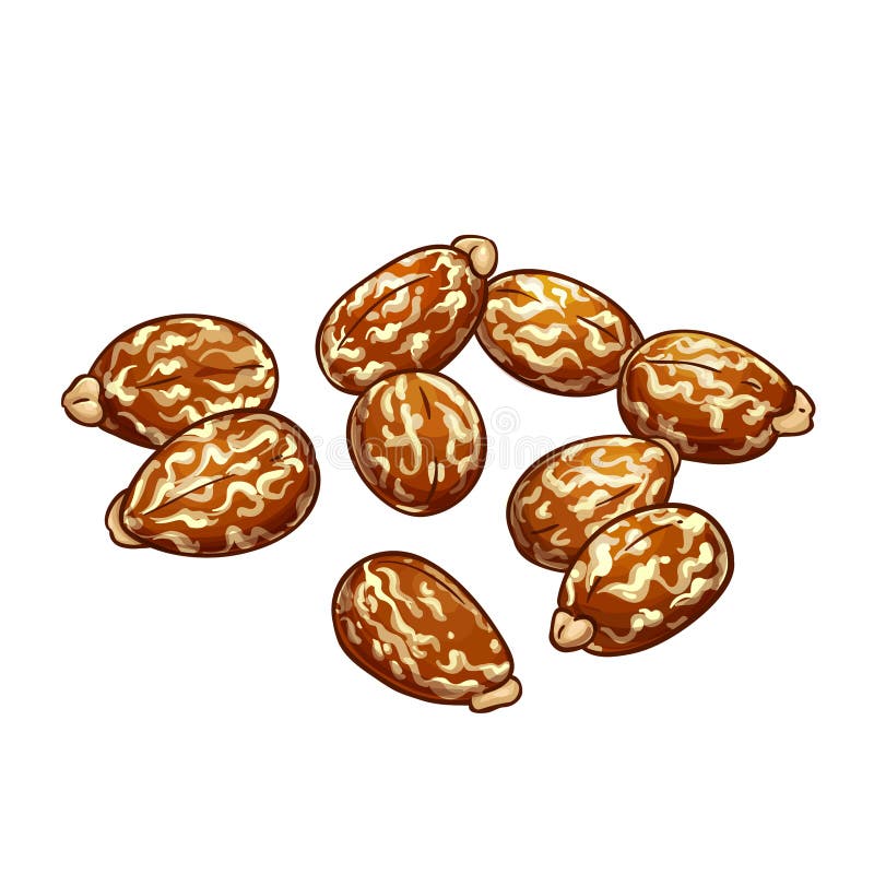 Castor Seeds Colored Detailed Illustration. Stock Vector - Illustration ...