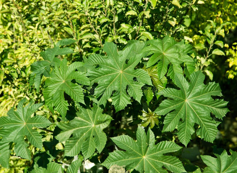 Castor tree on nature stock photo. Image of leaf, container - 104589552
