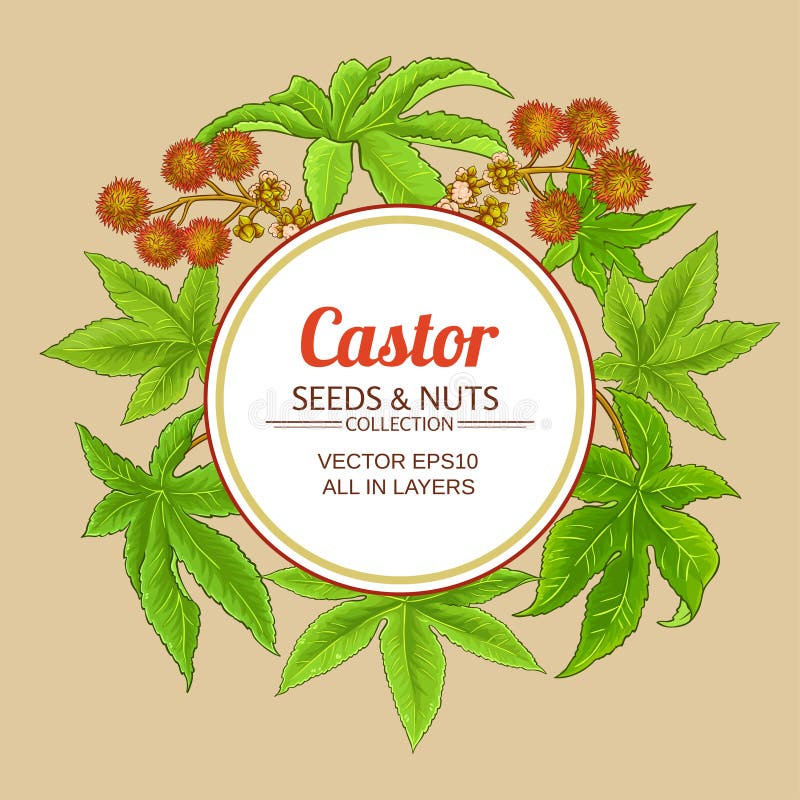 Castor Fruit Stock Illustrations – 82 Castor Fruit Stock Illustrations ...