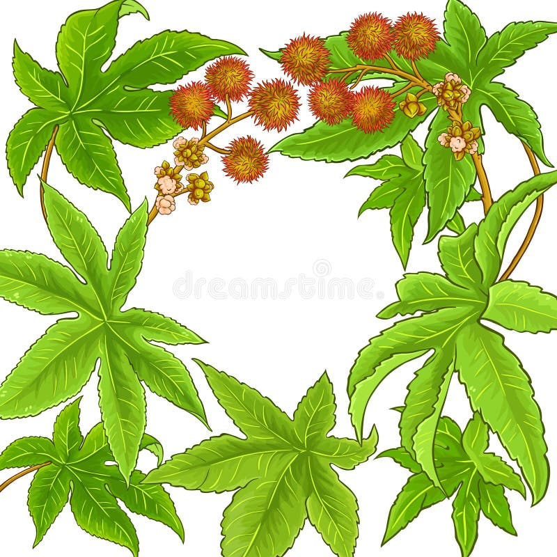 Castor Fruit Stock Illustrations – 82 Castor Fruit Stock Illustrations ...