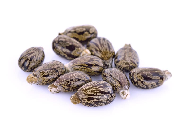 Castor on white background stock photo. Image of green - 113107908