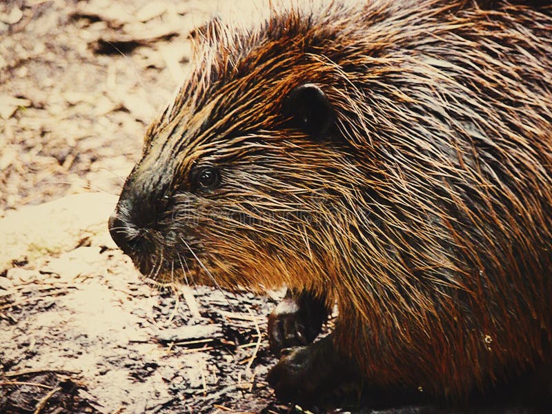 Castoro canadese immagine stock. Immagine di animale - 35393663