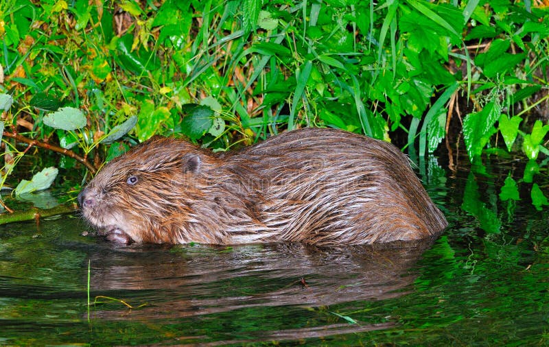 Castoro fotografia stock. Immagine di timido, guardare - 15845200