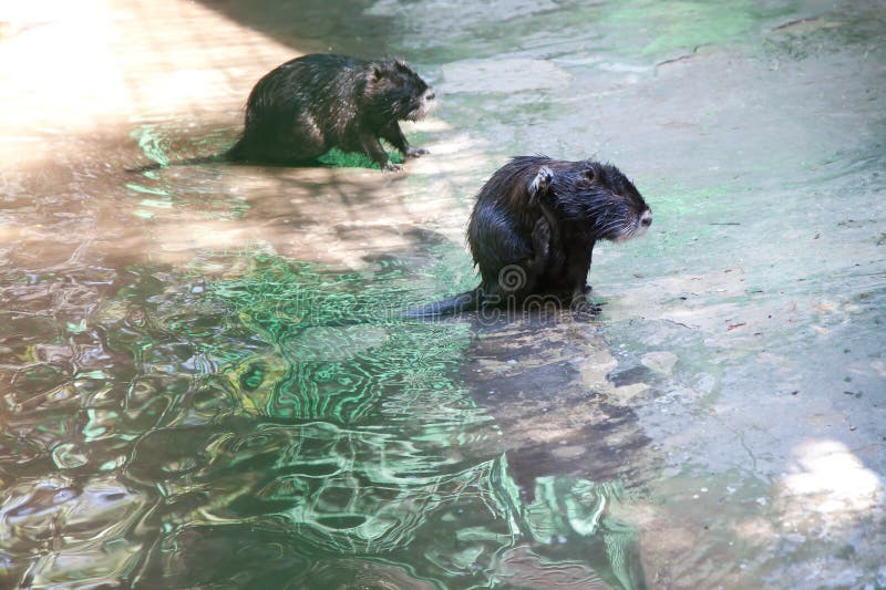 Castoro fotografia stock. Immagine di roditore, furia - 20931878