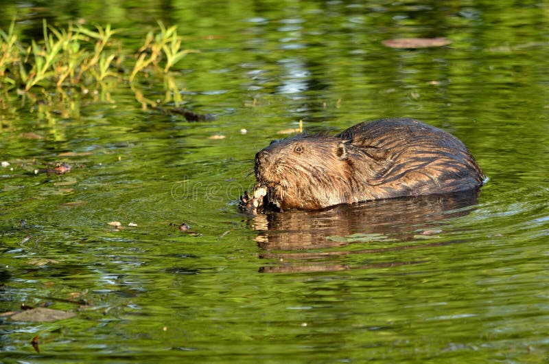 Castoro Nella Grande Sosta Nazionale Di Teton Fotografia Stock ...