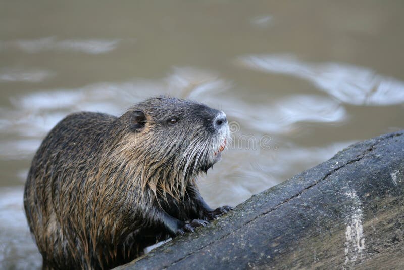 Castoro europeo immagine stock. Immagine di fibra, mammifero - 44740119